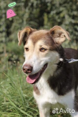 Собака Шейла ищет дом