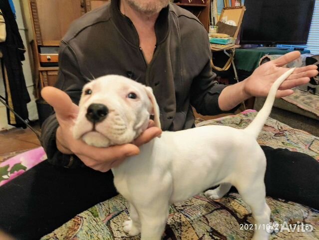 Девочки 2,5 мес легендарного Аргентинского дога