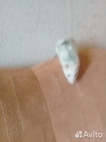 Декоративная крыса