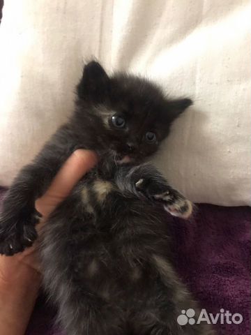 Котенок в добрые руки