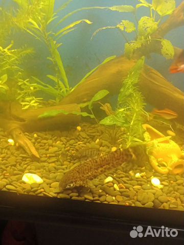 Сом таракатум 10 см бесплатно