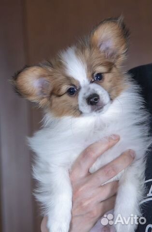 Яркий красавчик папийон