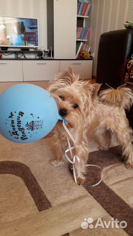 Йоркширский терьер вязка