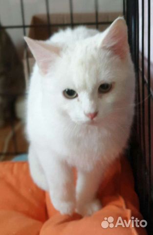 Белоснежный котенок Снежик