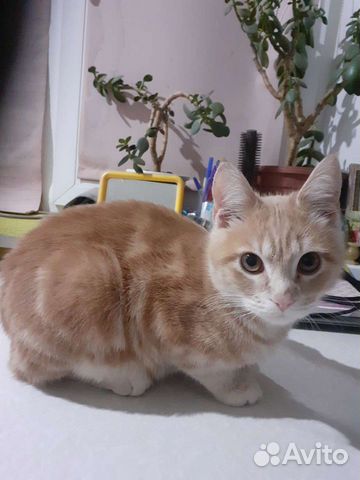Просто кот