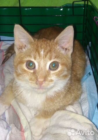 Европейская кошка