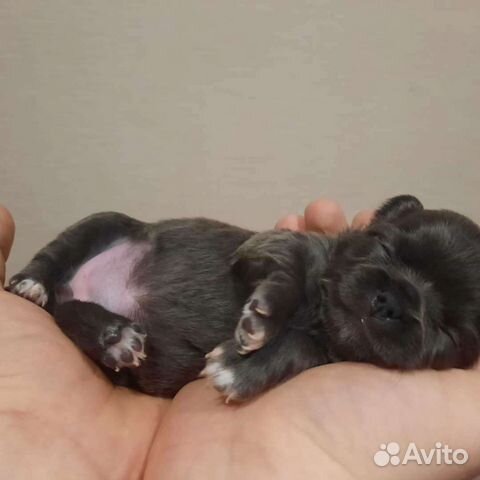 Щенки чихуахуа мини