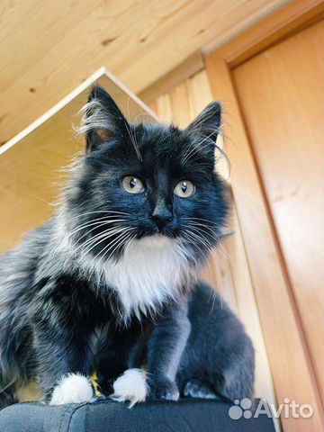 Котенок в дар девочка маркизная