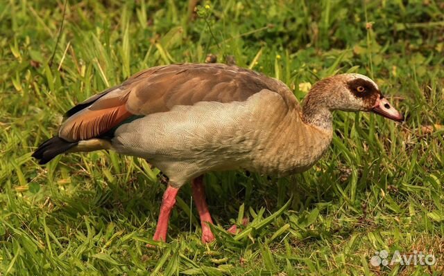 Нильский Гусь