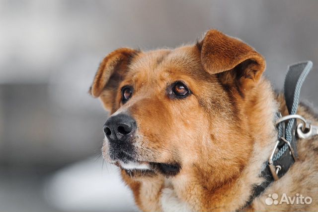 Плюшевая собачка Келли ищет семью