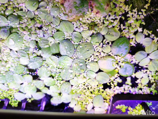 Ряска, пистия, лимнобиум