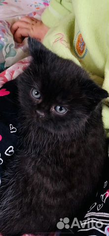 Британские котята