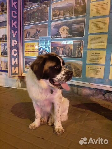 Найдена собака. Сербернар