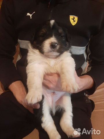 Щенки немецкой овчарки черные