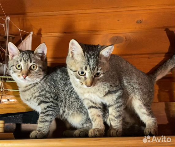 Тигрята-близнецы Джаз и Вася