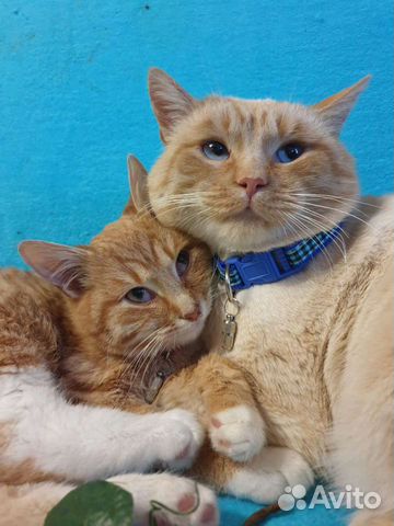 Друзья ищут дом