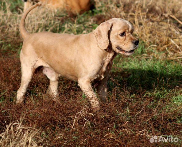 Мальчик Грей в добрые руки