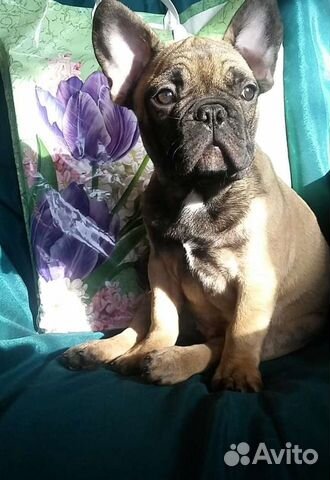 Очаровательный француз