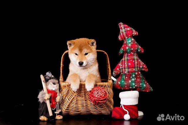 Кобель сибаину