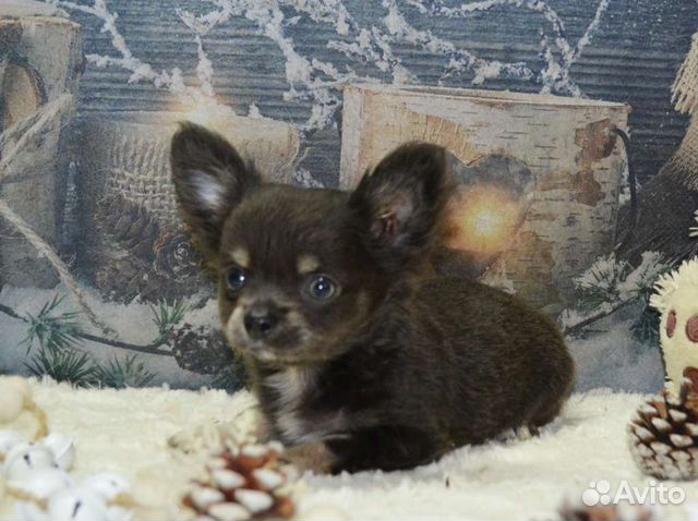 Очаровательный голубчик