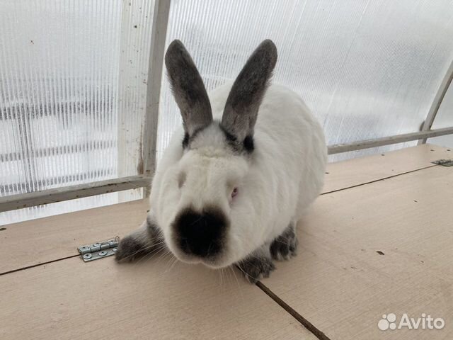 Самец калифорниец