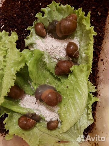 Продаются улиточки мегасики