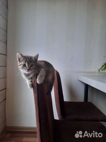 Кошки в добрые руки бесплатно