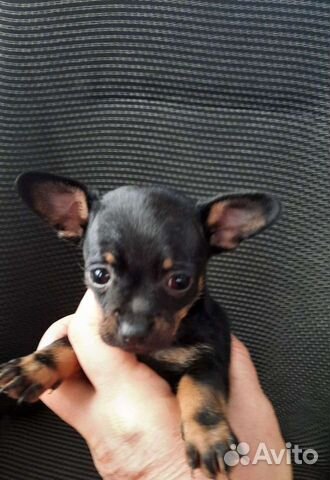 Мини той-терьер