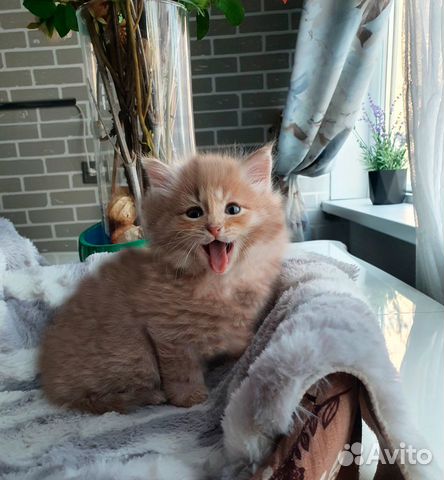 Чистопородистые сибирские котята