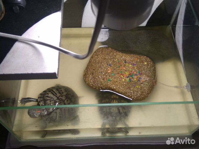 Красноухая черепаха с аквариумом