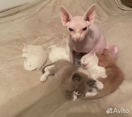 Котята метисы (Канадский сфинкс-Британский)