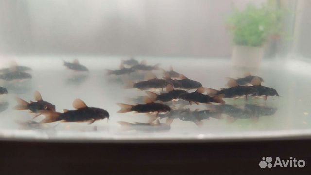 Коридорас венесуэла блек