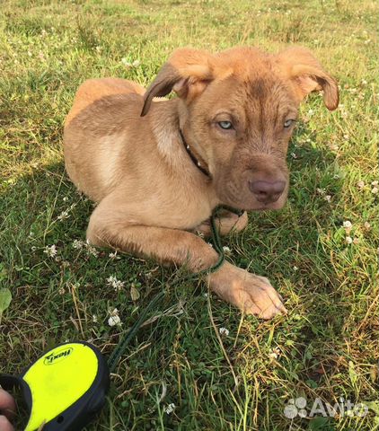Метис бордоского дога, подросток
