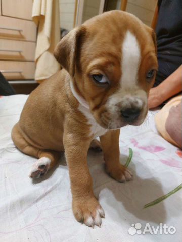 Стафарширский терьер