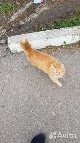 Найден рыжий кот