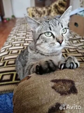 Котик Тотошка