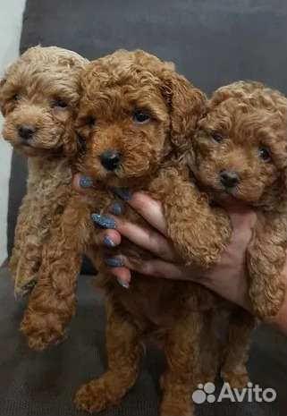 Щенята той пуделя