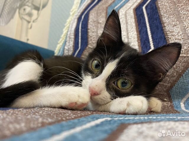 Котенок Келли