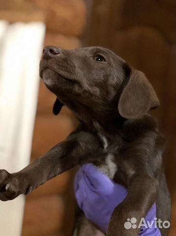 Собака в добрые руки