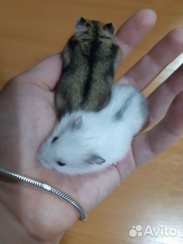 Джунгарские хомячки