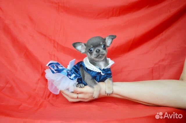 Поночка-очаровательная голубая с подпалом малышка