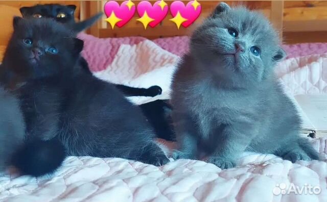 Котята Шотландские