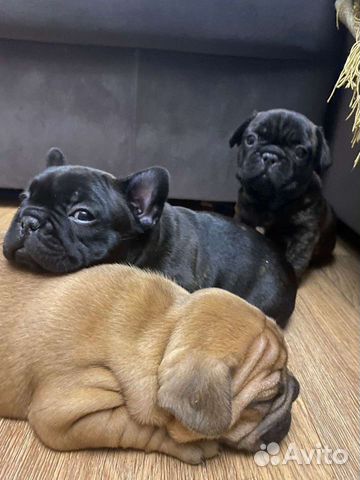 Дружелюбные французики