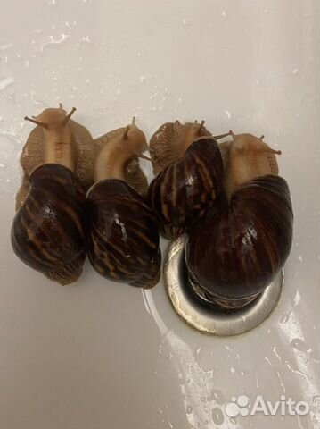 Улитки Ахатины