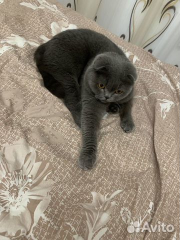 Шотландская кошка вязка