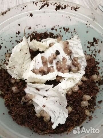 Улитки ахатины альбино