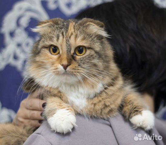 Экзотическая красотка Джиджи ищет дом