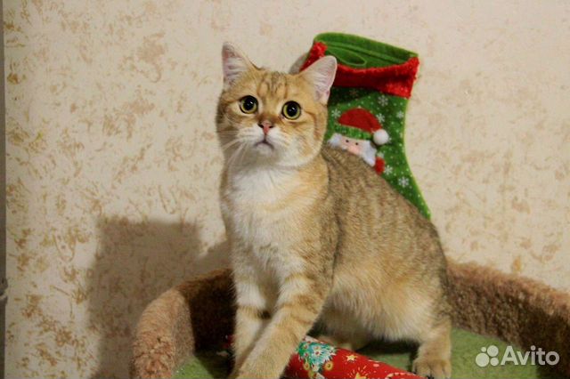 Шотландские прямоухие котята