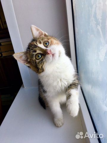 Трехцветный котенок в дар