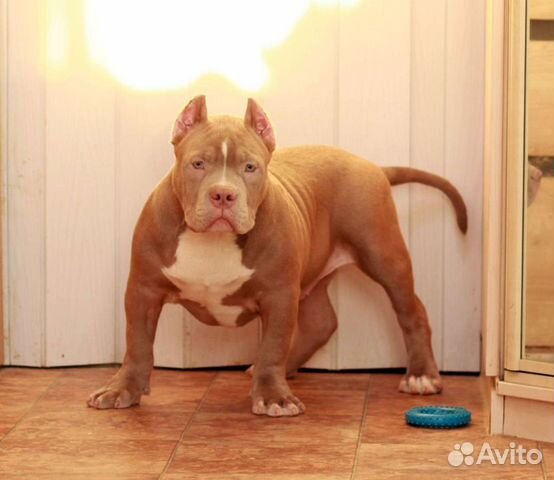 Американский булли покет